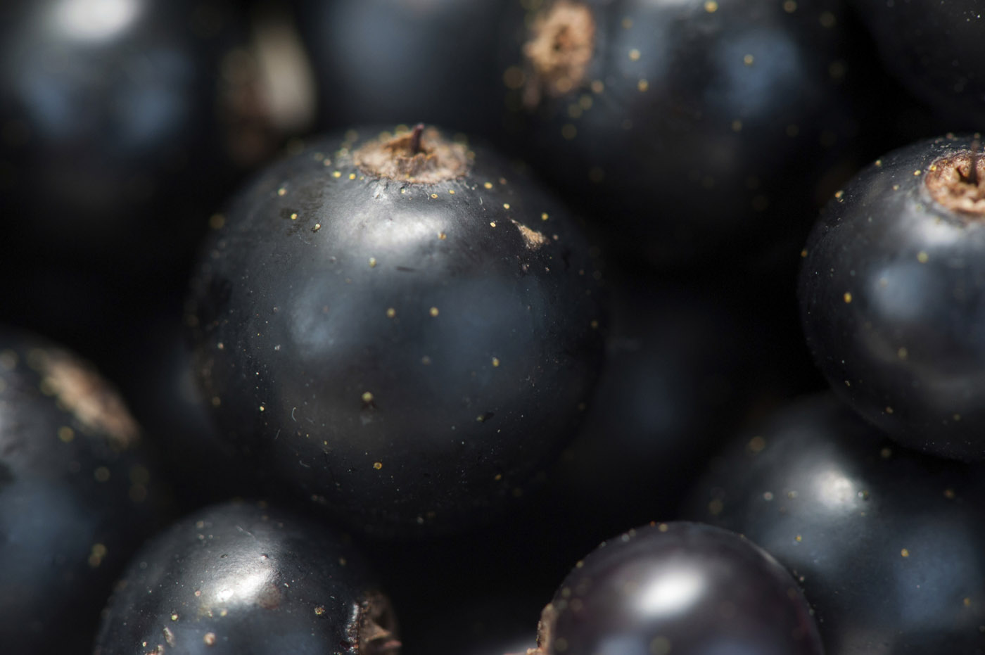 Le cassis, baie du Poitou ? - Oui ! Le magazine de la Ruche Qui Dit Oui