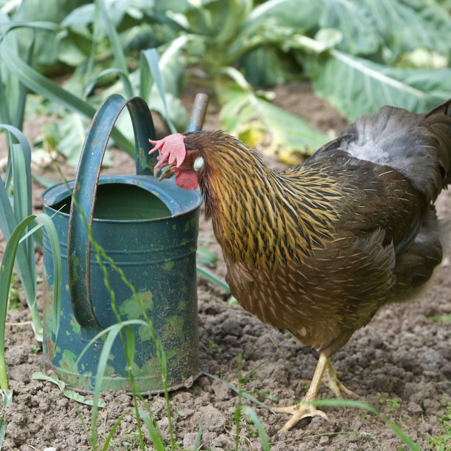 Ma poule, ma jardinière préférée - Oui ! Le magazine de la Ruche Qui ...