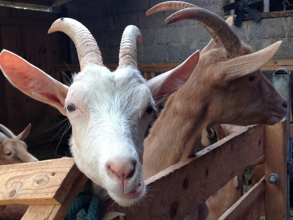 12 heures dans la vie d’une chevrière - Oui ! Le magazine de la Ruche ...