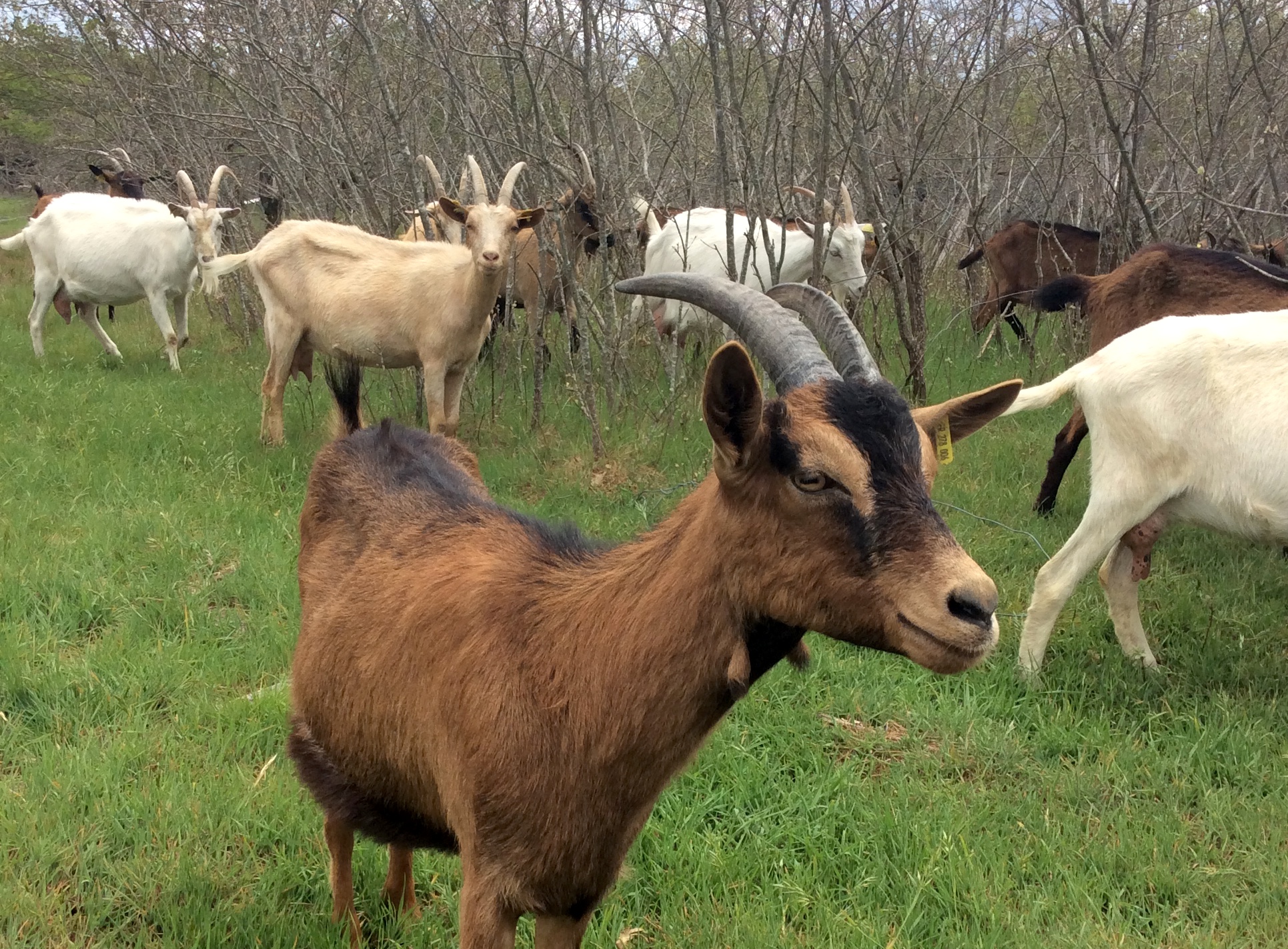 Il est devenu chèvre et adore ça ! - Oui ! Le magazine de la Ruche Qui ...