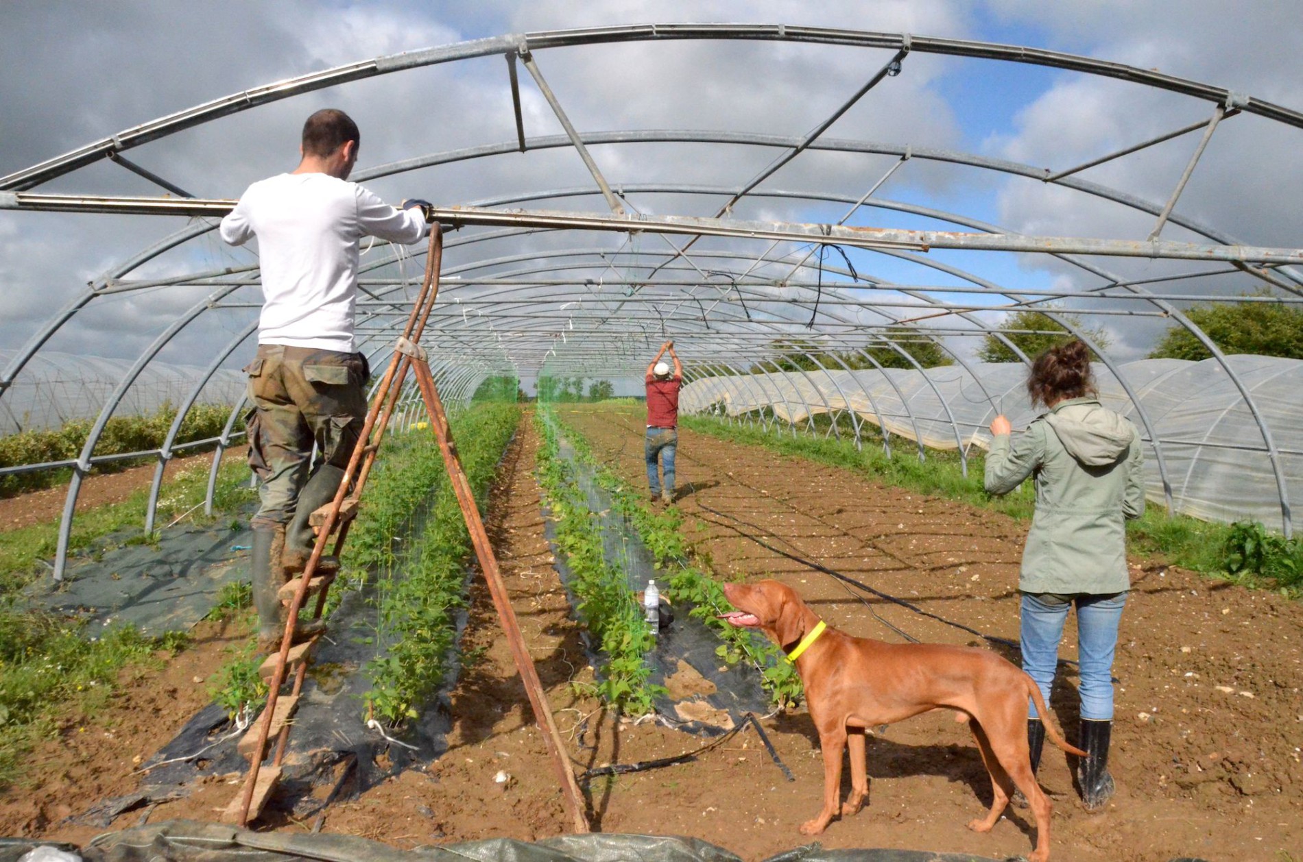 5 bonnes raisons de faire du wwoofing