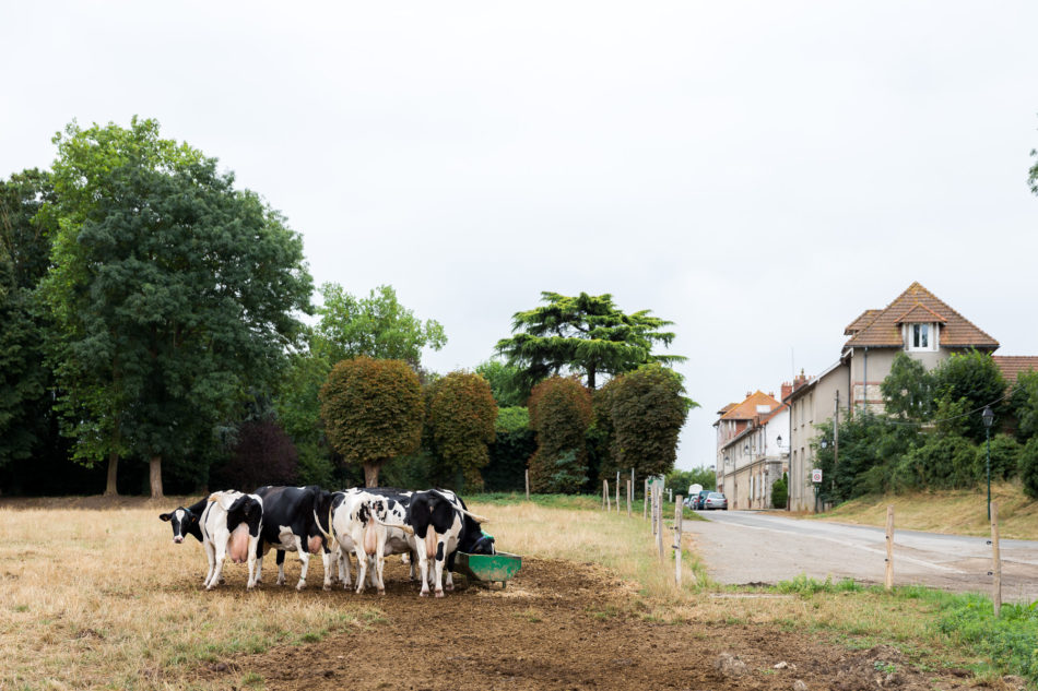 Grignon, la ferme de la grande école - Oui ! Le magazine de la Ruche ...