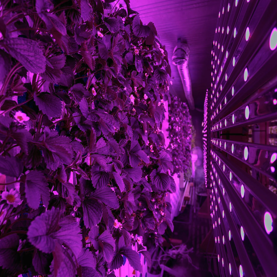 Agricool, les fraises qui poussent en containers - Oui ! Le magazine de ...