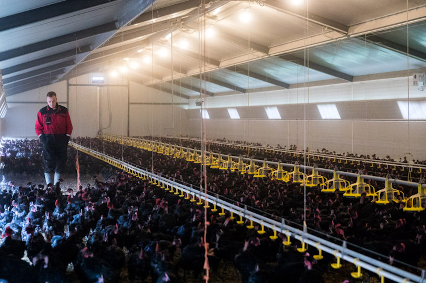 Des poules de luxe pour prendre son envol - Oui ! Le magazine de la ...