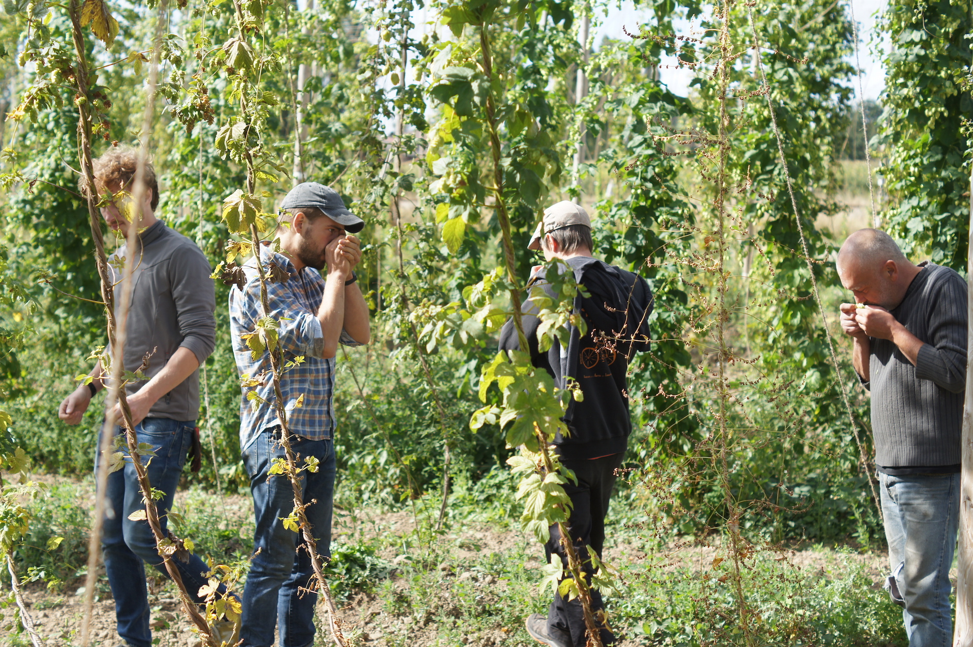 Au Nord, c'était le houblon - Oui ! Le magazine de la Ruche Qui Dit Oui