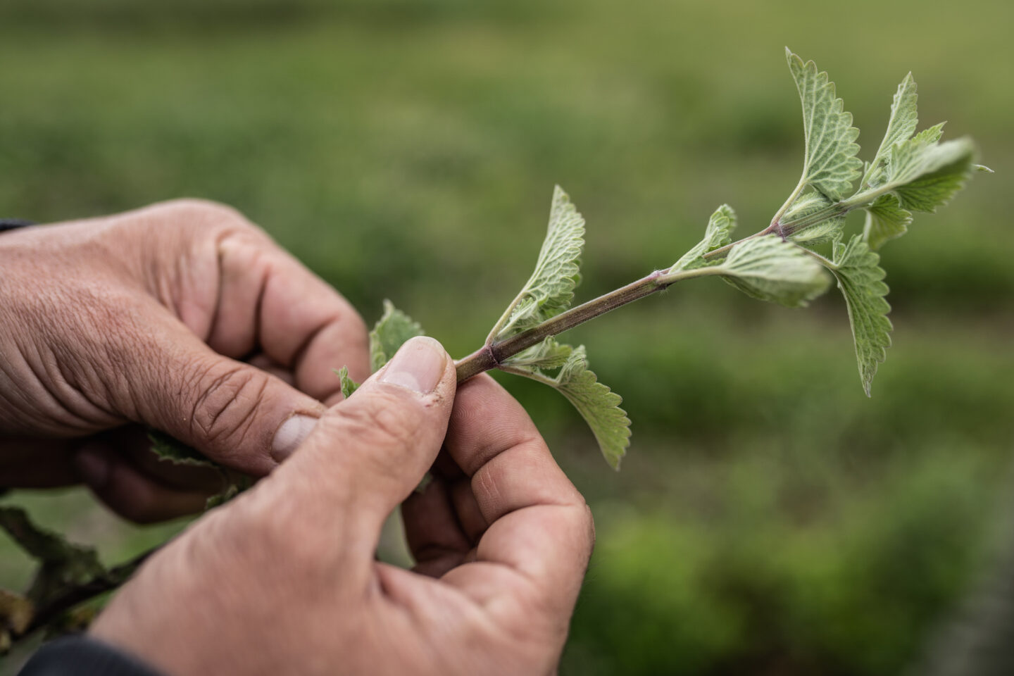 Florvital, l’art de soigner par les plantes - Oui ! Le magazine de la ...
