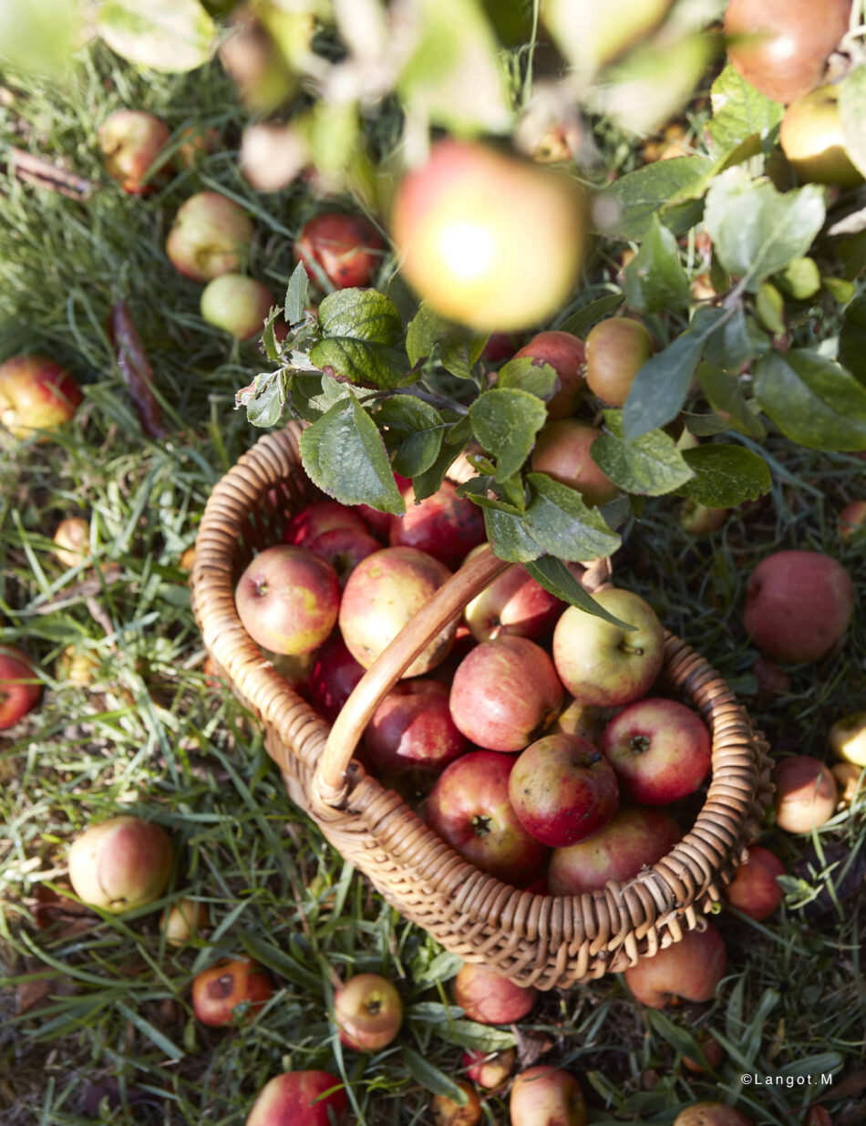 8 idées bonnes pour vos pommes - Oui ! Le magazine de la Ruche Qui Dit ...