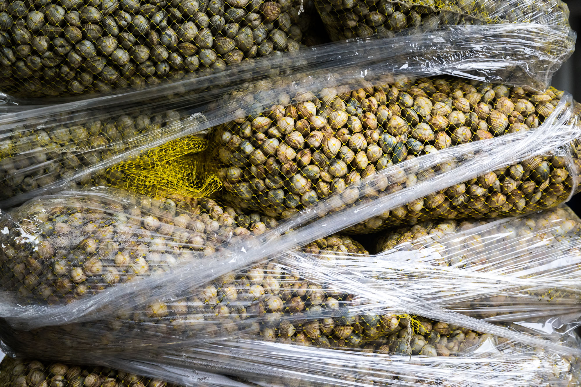 Qui sème les marées récolte les coques - Oui ! Le magazine de la Ruche ...