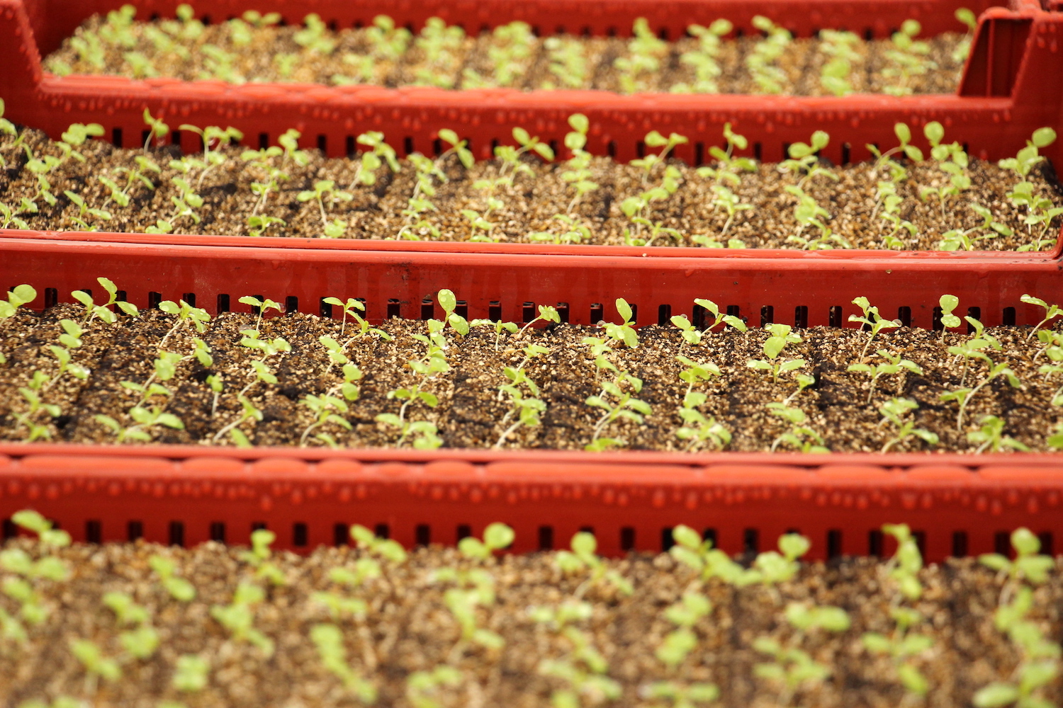 Les plants du Pays basque pour réinvestir sa terre - Oui ! Le magazine ...