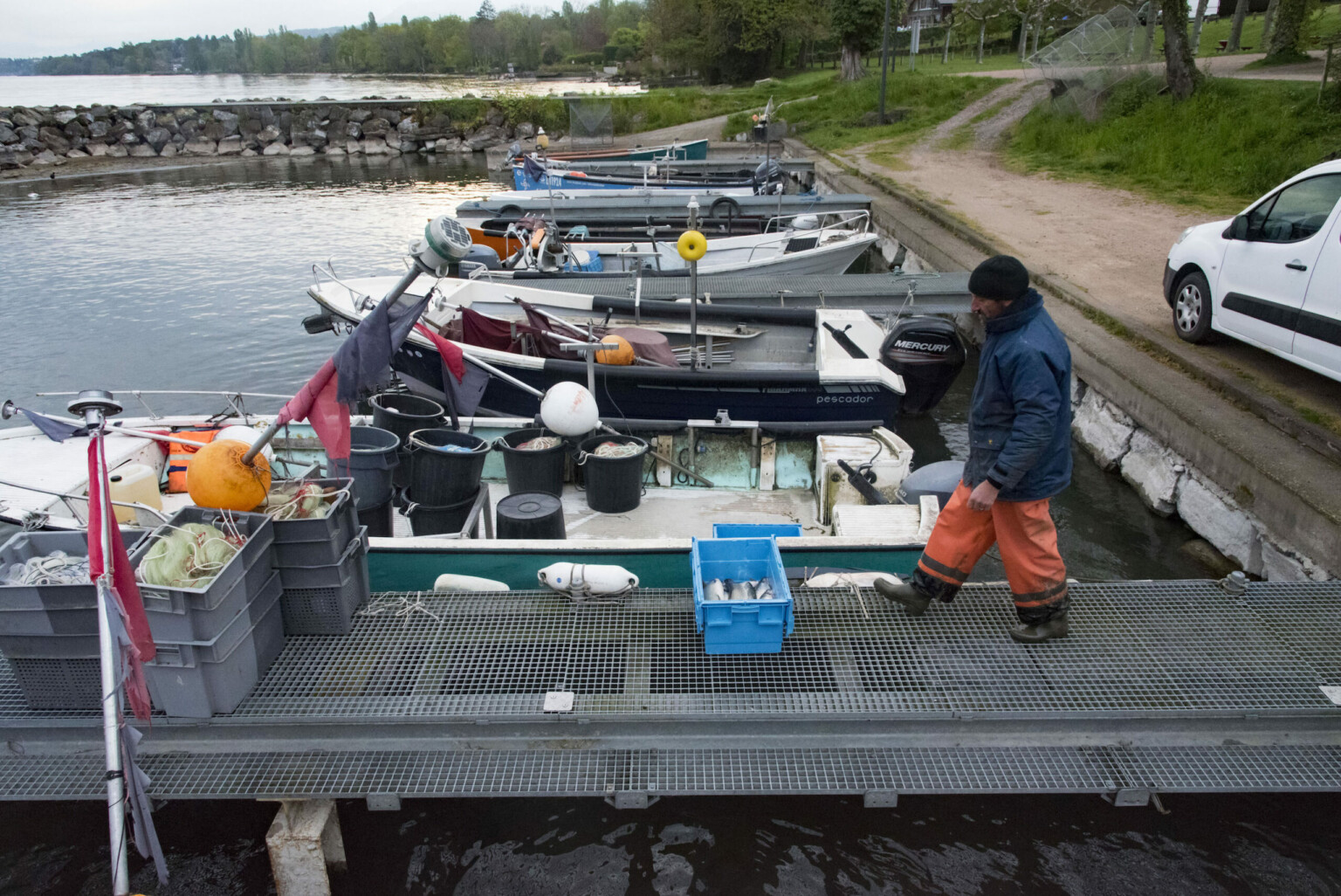 La féra, reine du Léman, à l'épreuve du réchauffement - Oui ! Le ...
