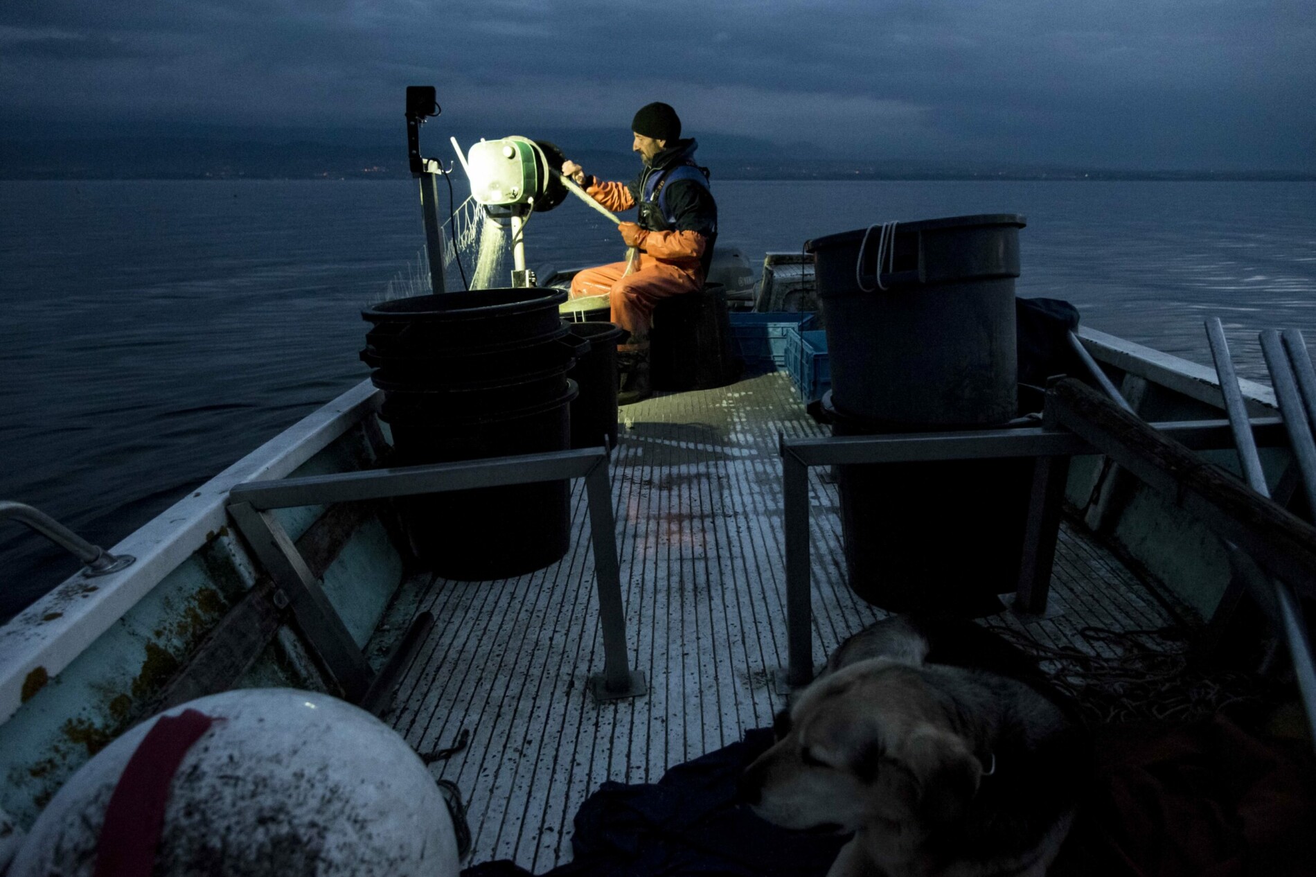 La féra, reine du Léman, à l'épreuve du réchauffement - Oui ! Le ...