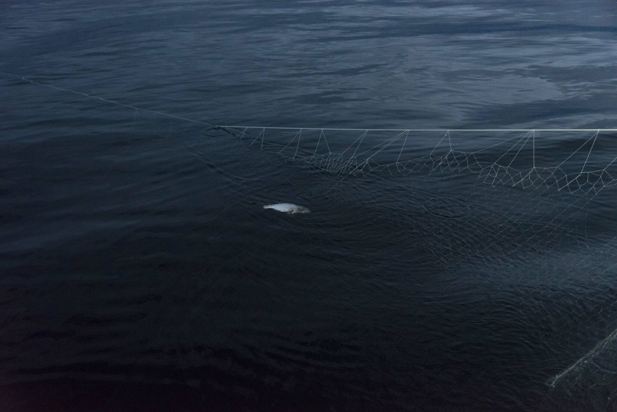 La féra, reine du Léman, à l'épreuve du réchauffement - Oui ! Le ...