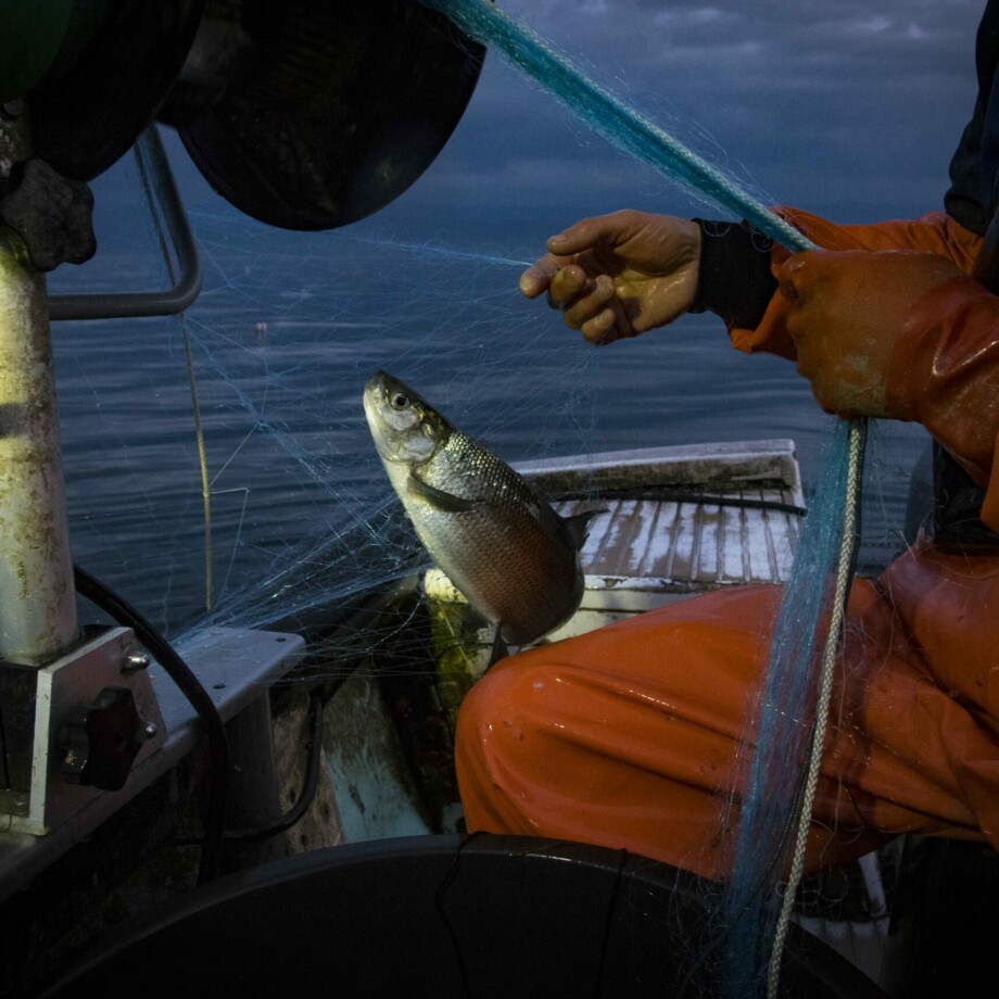 La féra, reine du Léman, à l'épreuve du réchauffement - Oui ! Le ...