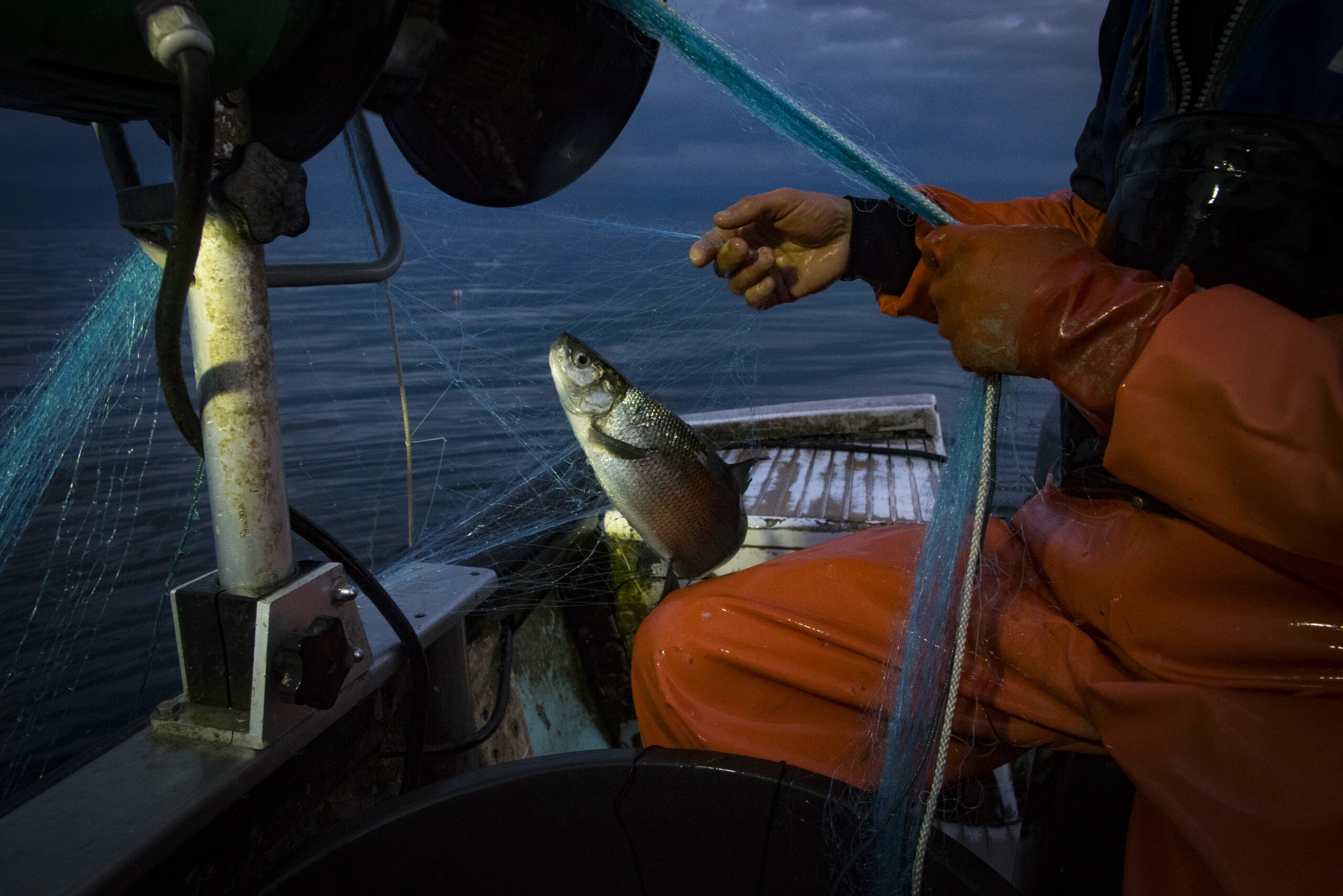 La féra, reine du Léman, à l'épreuve du réchauffement - Oui ! Le ...
