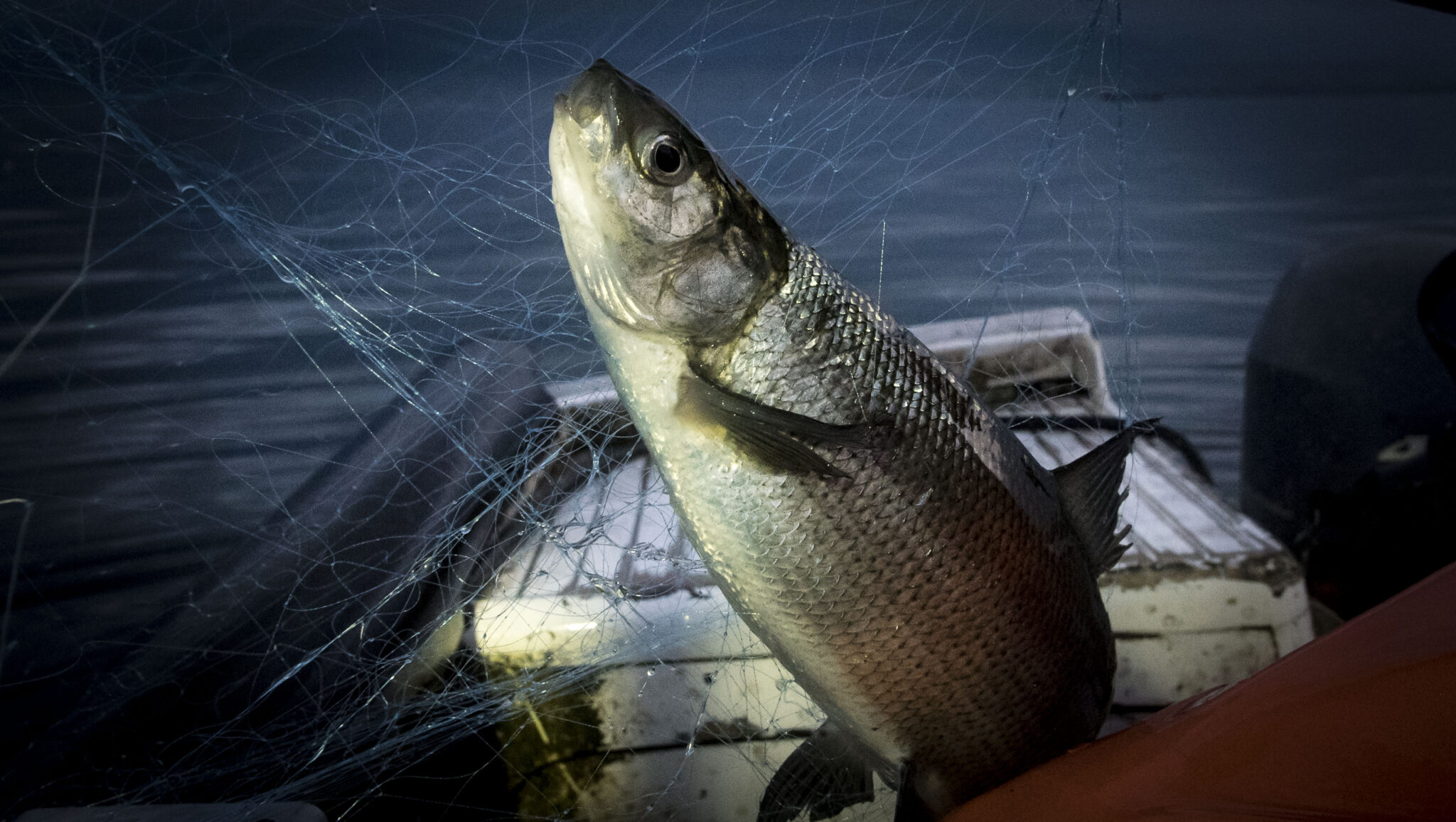 La féra, reine du Léman, à l'épreuve du réchauffement - Oui ! Le ...