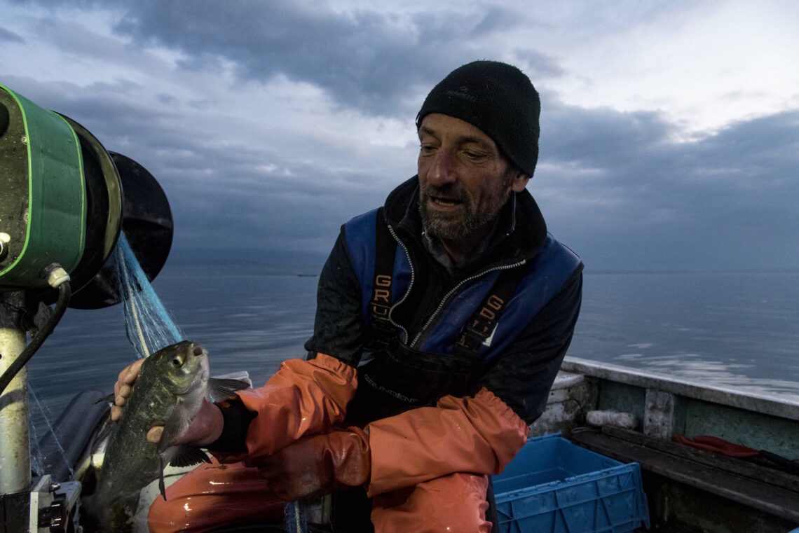 La féra, reine du Léman, à l'épreuve du réchauffement - Oui ! Le ...