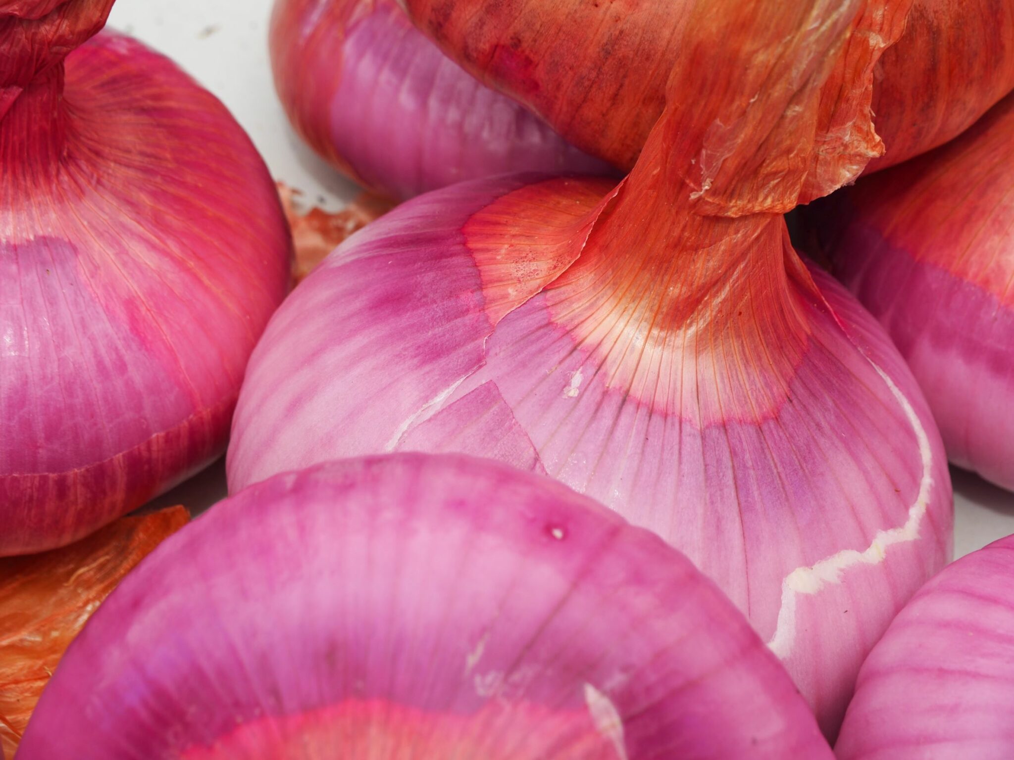 À Menton, l’oignon voit la vie en rose - Oui ! Le magazine de la Ruche ...