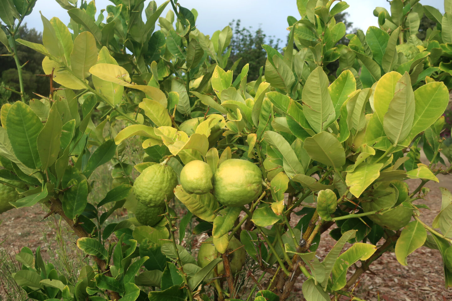 En Corse, le renouveau du cédrat - Oui ! Le magazine de la Ruche Qui ...