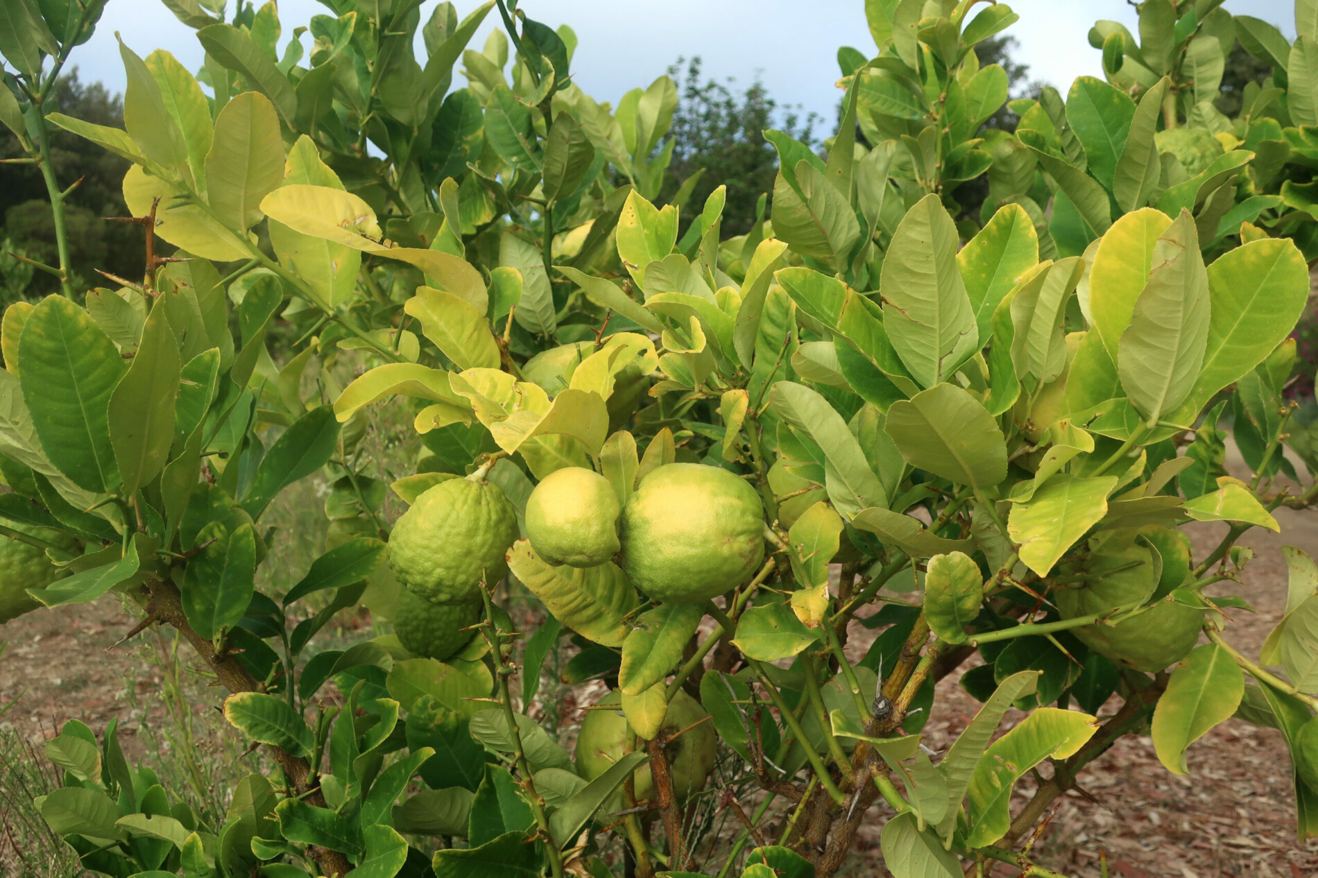 En Corse, le renouveau du cédrat - Oui ! Le magazine de la Ruche Qui Dit Oui