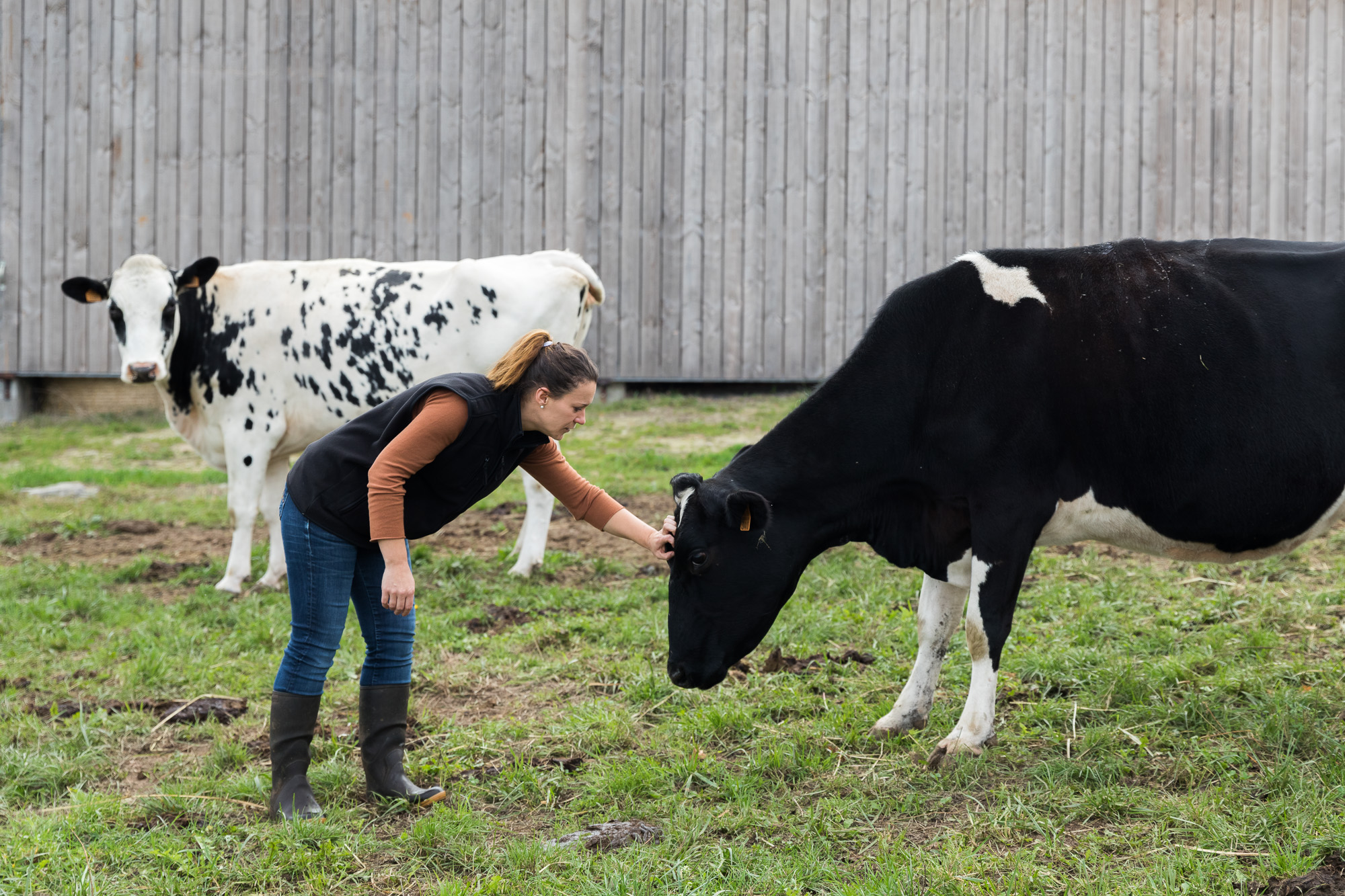 Mathilde Roger-Louët, paysanne glacière : « Certaines de mes vaches ...