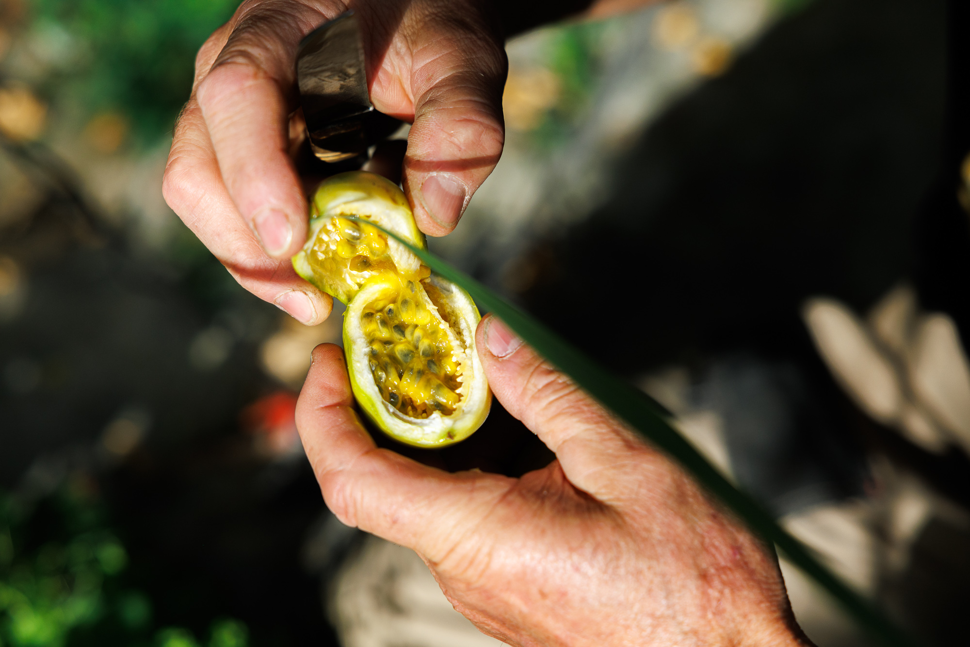 Des fruits exotiques made in France pour garder la banane - Oui ! Le ...