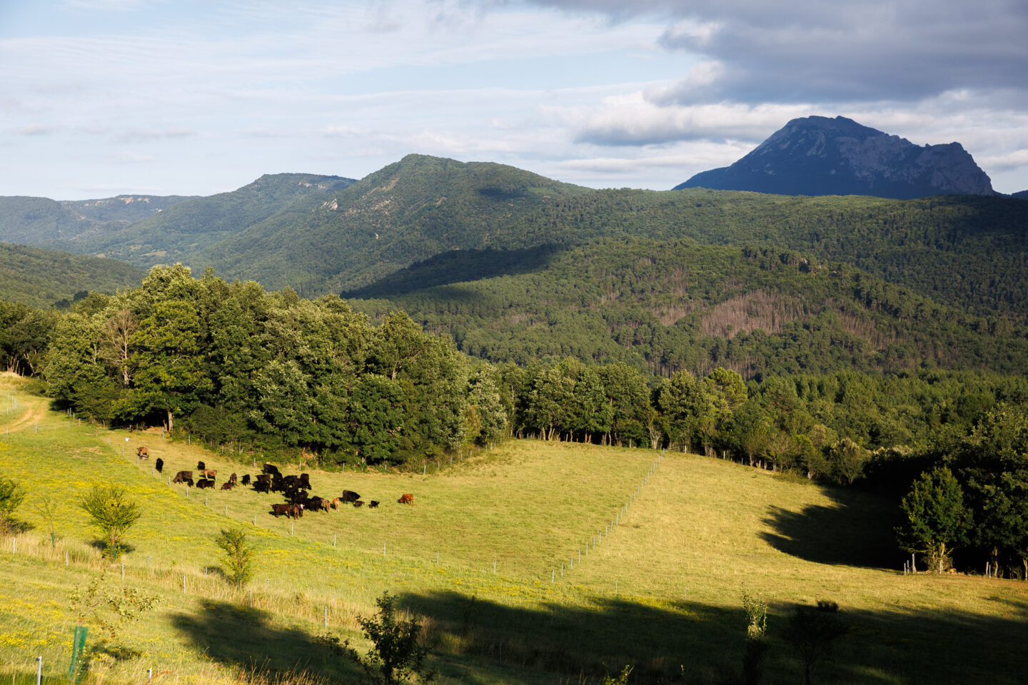 Leurs pâturages dynamiques font tourner les têtes - Oui ! Le magazine ...